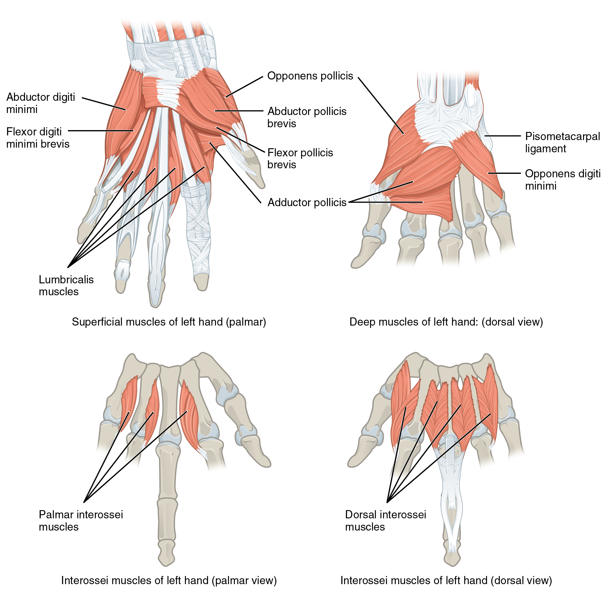 Handtrauma & diagnoser - Sahlgrenska Universitetssjukhuset